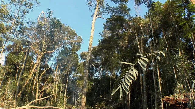 Amazon Rainforest Trees Names