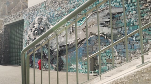 Murial, Seal, Wall. Free Stock Video - Pixabay