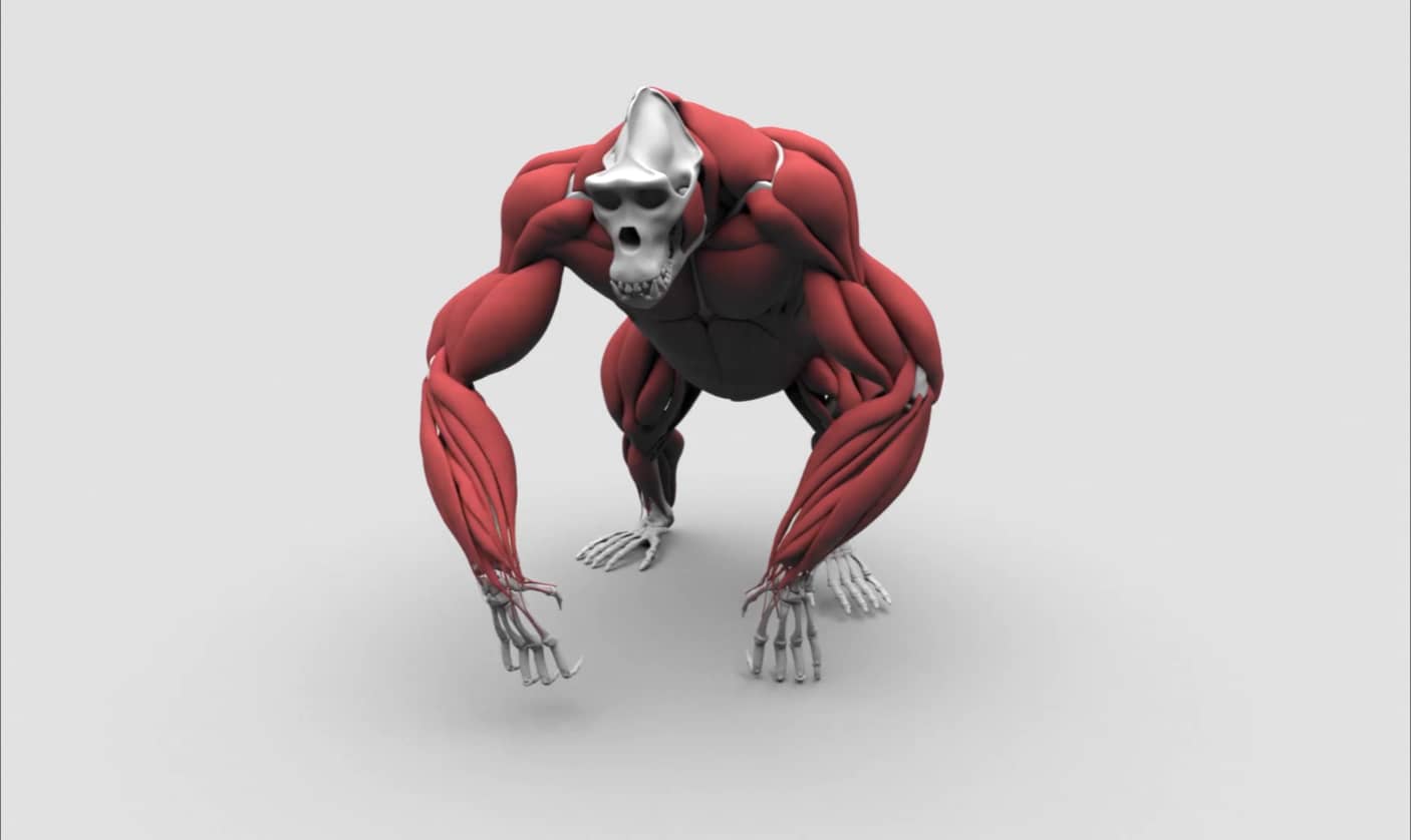 Gorilla muscle simulation - Ziva on Vimeo