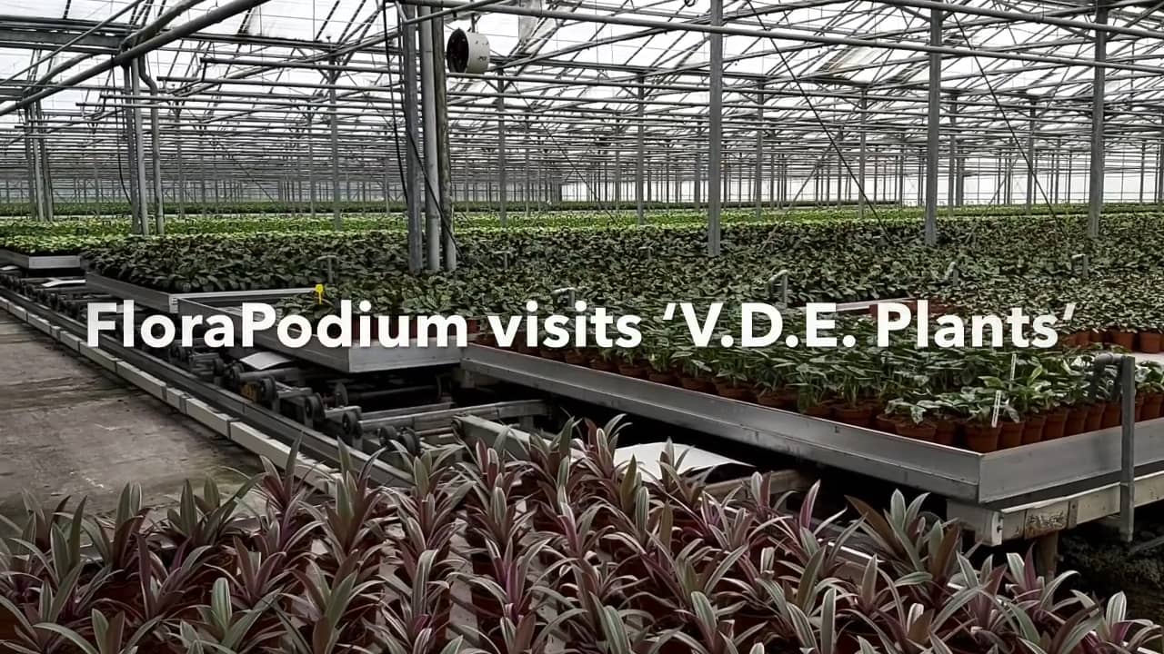 VDE Plants on Vimeo