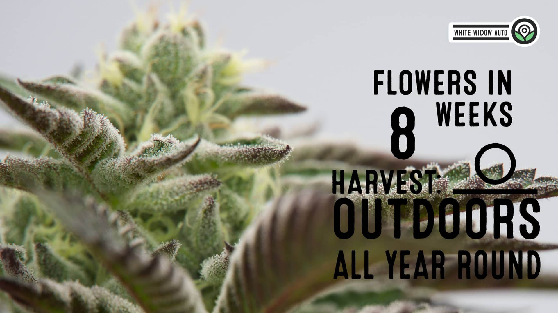 White Widow Autoflower Cultivar Facts on Vimeo