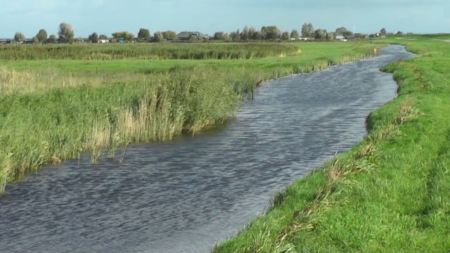 Silver Grass Riverside Reed - Free video on Pixabay
