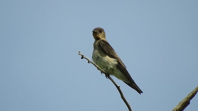 Naturaleza Ave Pajaro - Free video on Pixabay - Pixabay