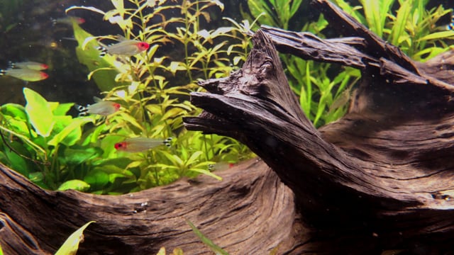 400+ Free Fish Stock Videos - Pixabay - Pixabay