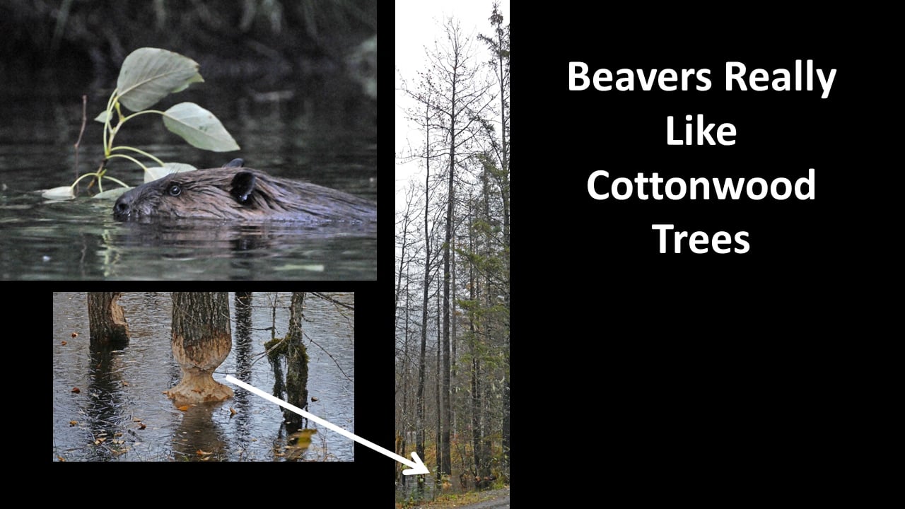 Beavers Really Like Cottonwood Trees on Vimeo