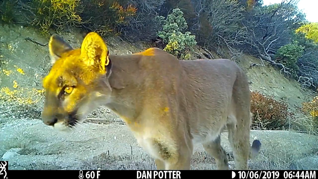 Puma on R Ranch on Vimeo