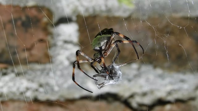 Yard Insect Spider - Free video on Pixabay