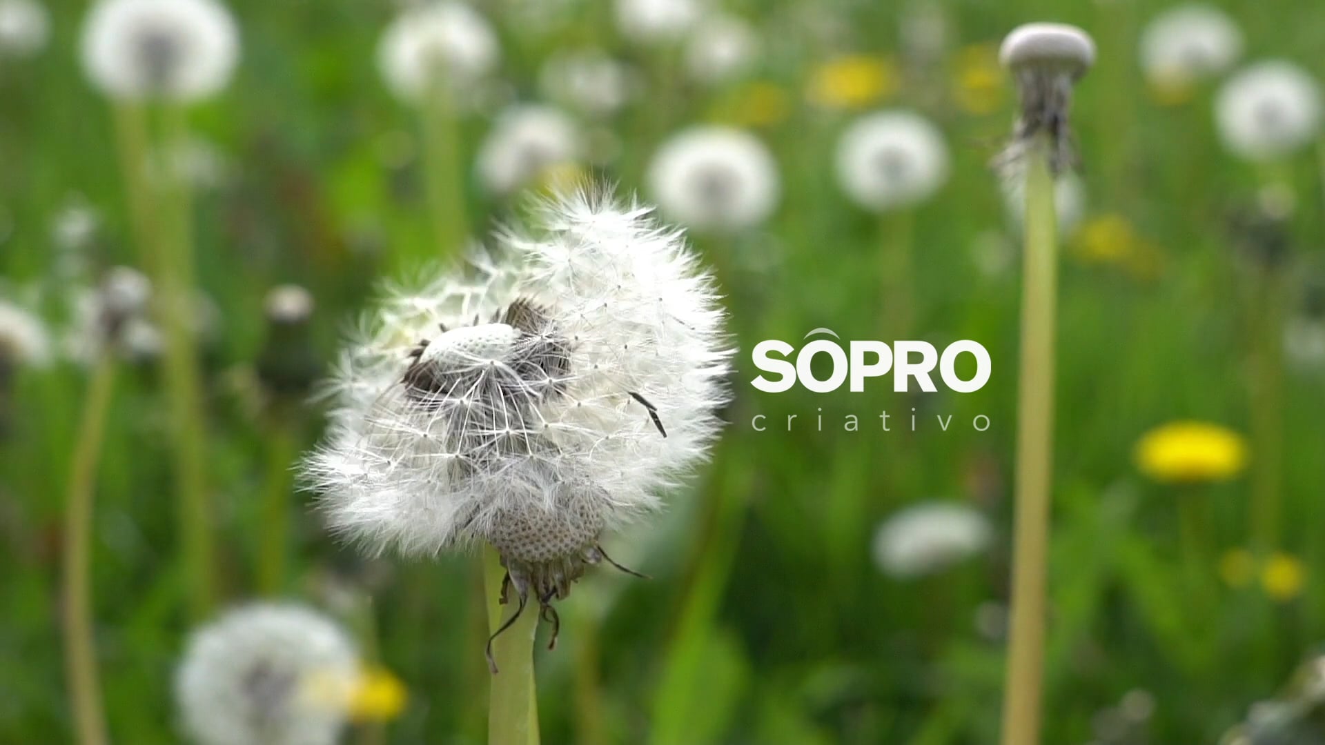 take sopro on Vimeo