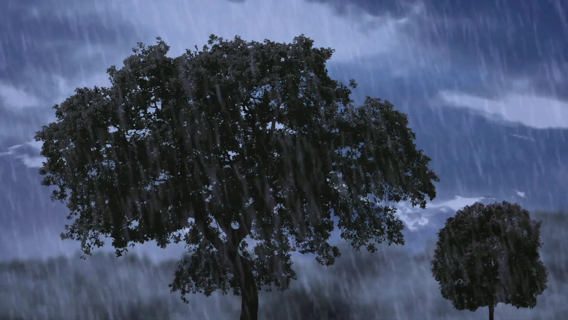 A Forest in Peril (Preston Bowe, 2019) on Vimeo