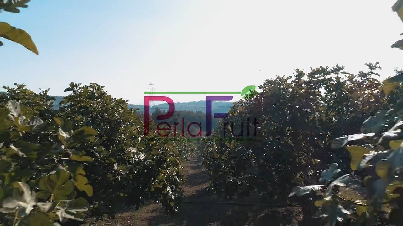 Perla Fruit on Vimeo
