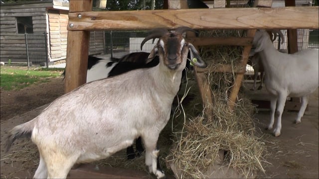 Goat Animal Mammal - Free video on Pixabay