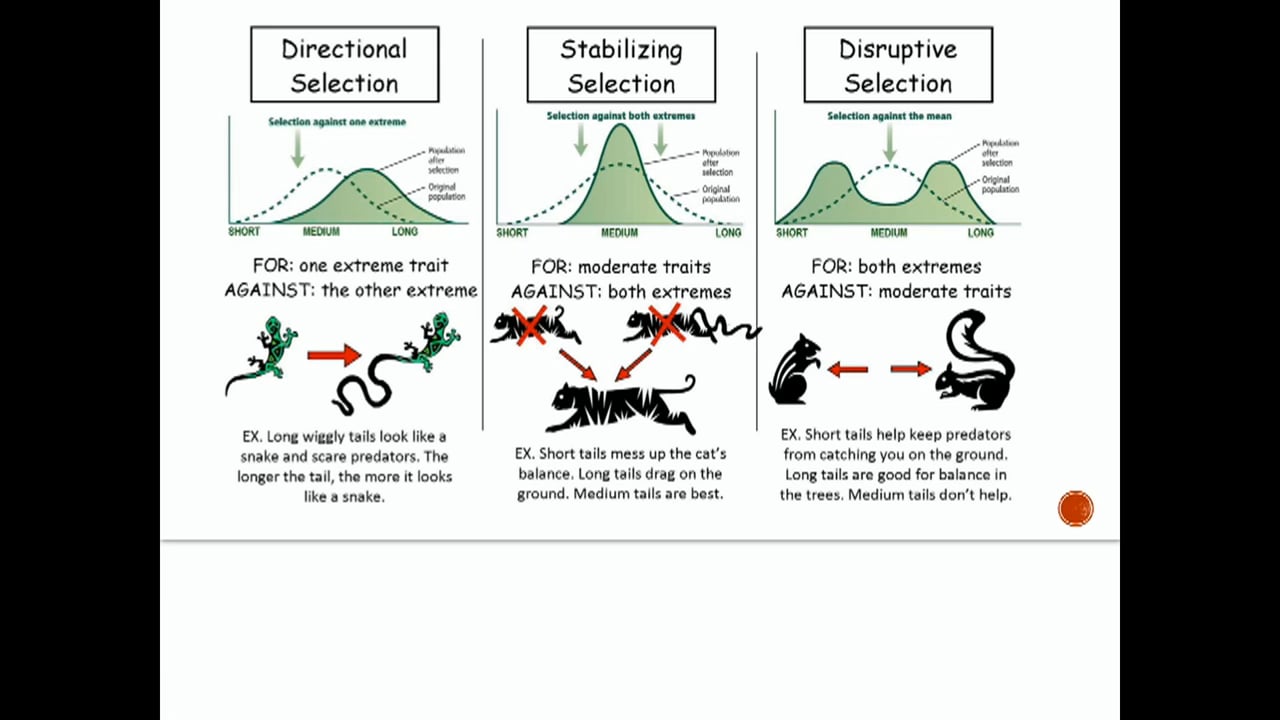 15.) HS-LS4-2,3,4. Study Island 5b. Topic- NATURAL SELECTION and ...