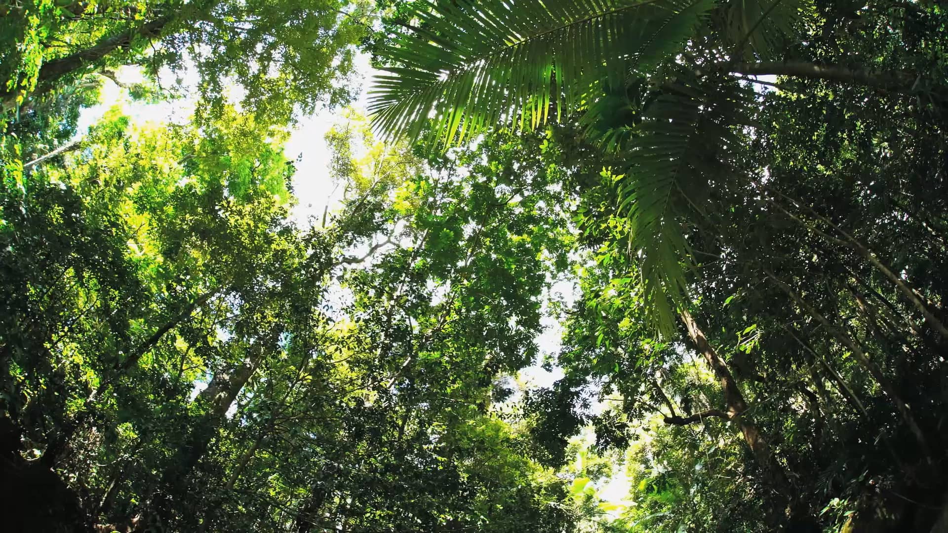 A very cheeky bird: the making of Jingeri Jingeri on Vimeo