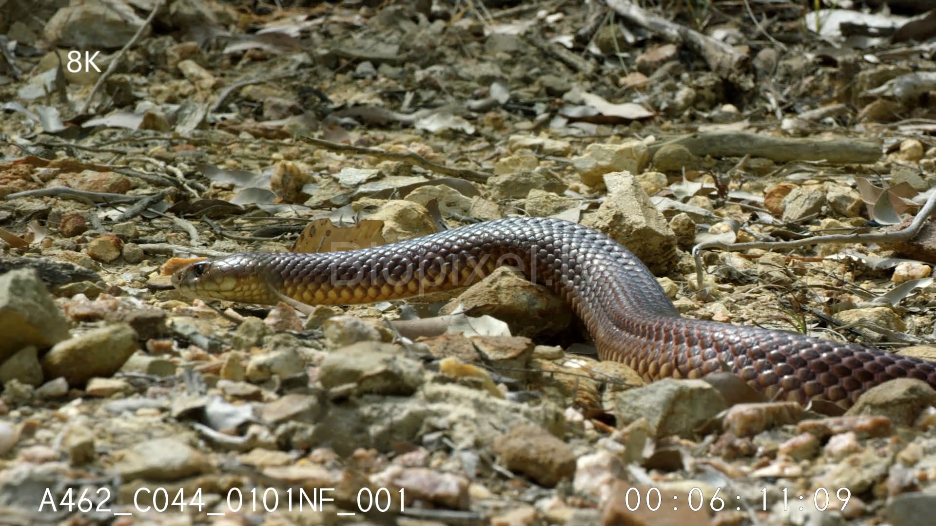 4K Reptiles - Ingrams Brown Snake 8K on Vimeo
