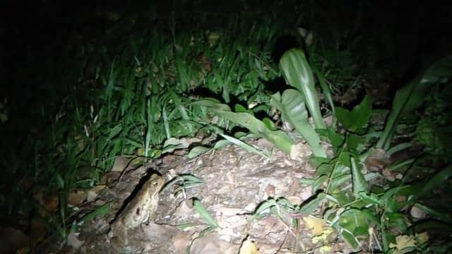 Tacticool Cane Toad Shooting - red dot gun cam on Vimeo