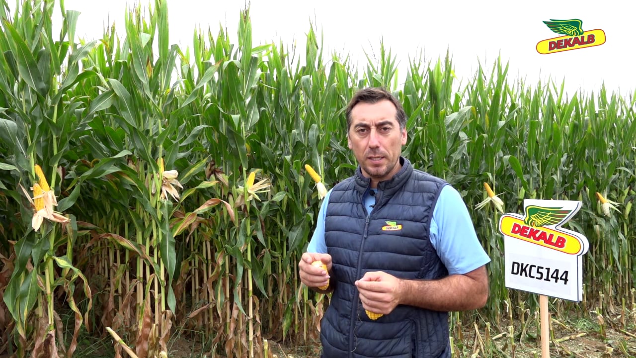 Características de la variedad DKC5144 | Revista Vaca Pinta | En Castellano