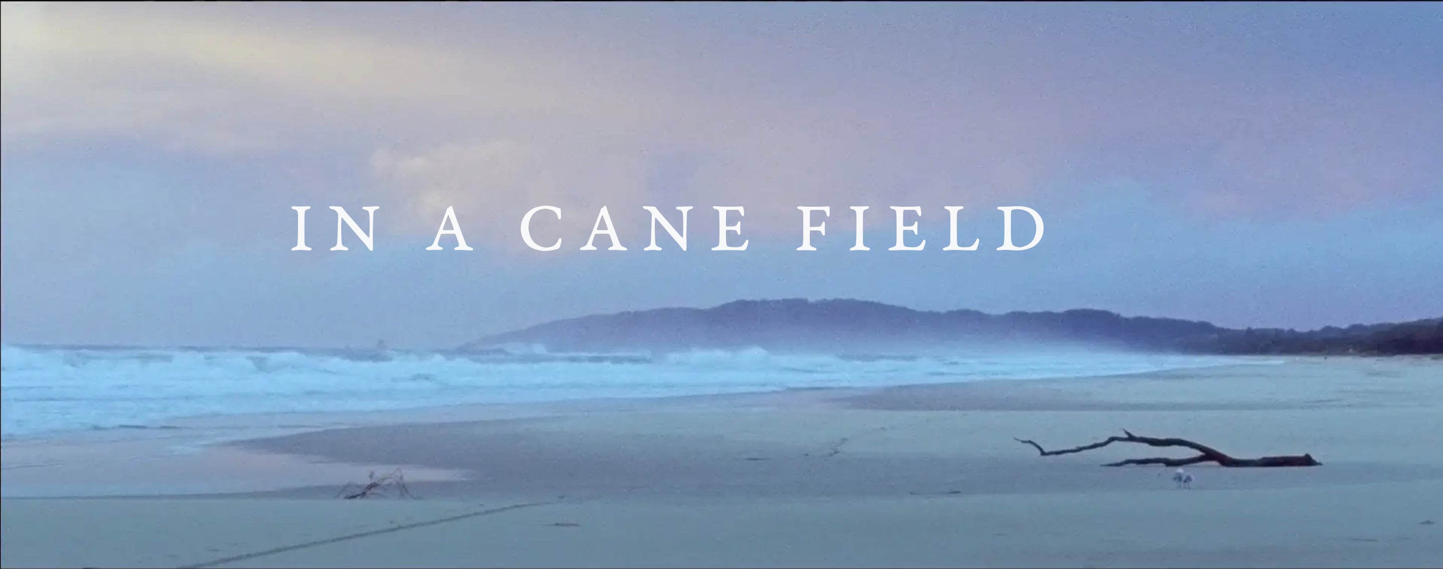 'In a Cane Field' Short Film | Videos & Movies on Vimeo