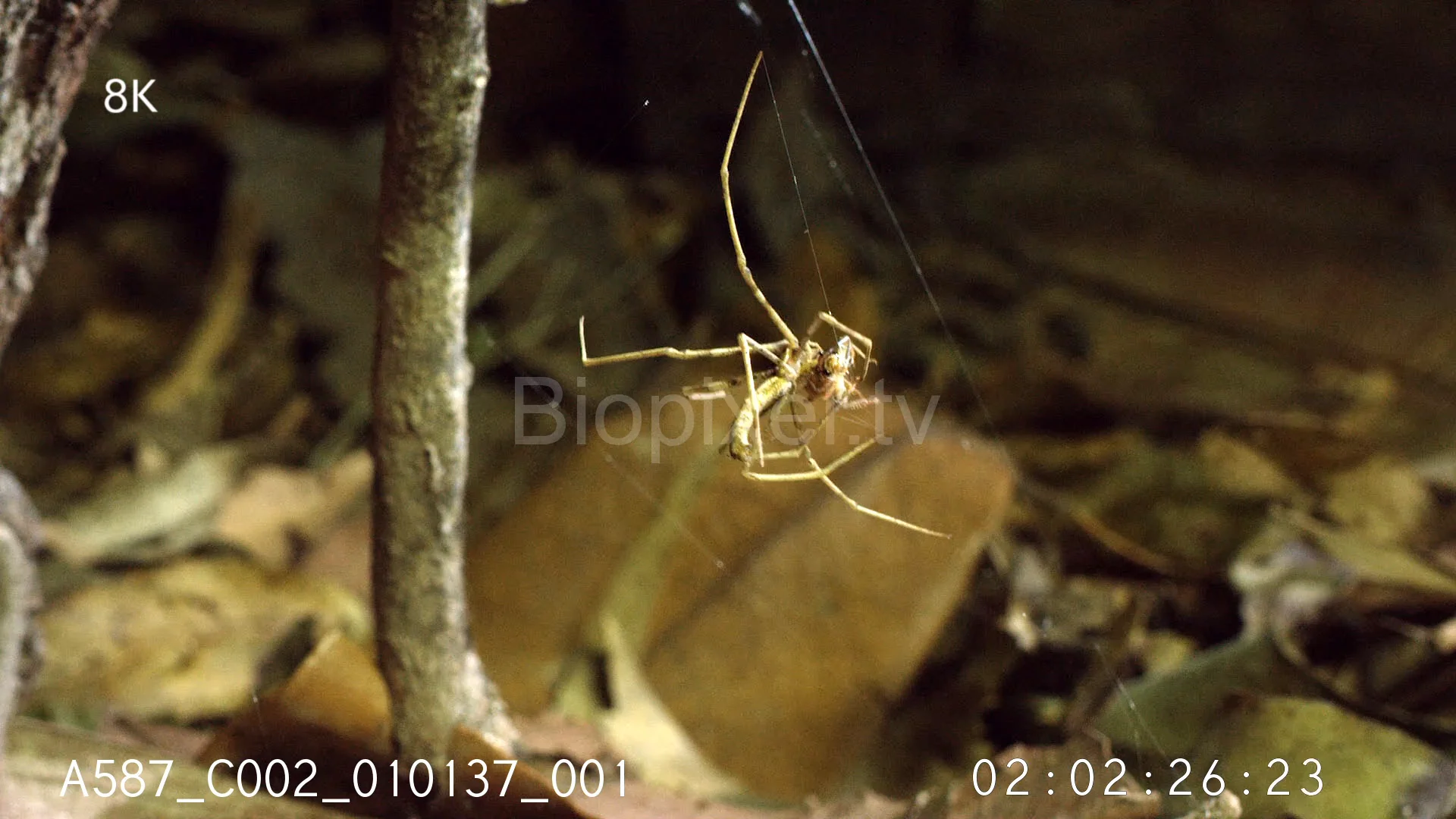 4K Spiders - Netcaster spider feeding 8K on Vimeo