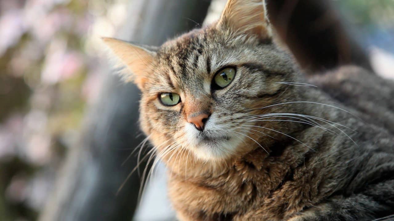A Cat's Parade on Vimeo