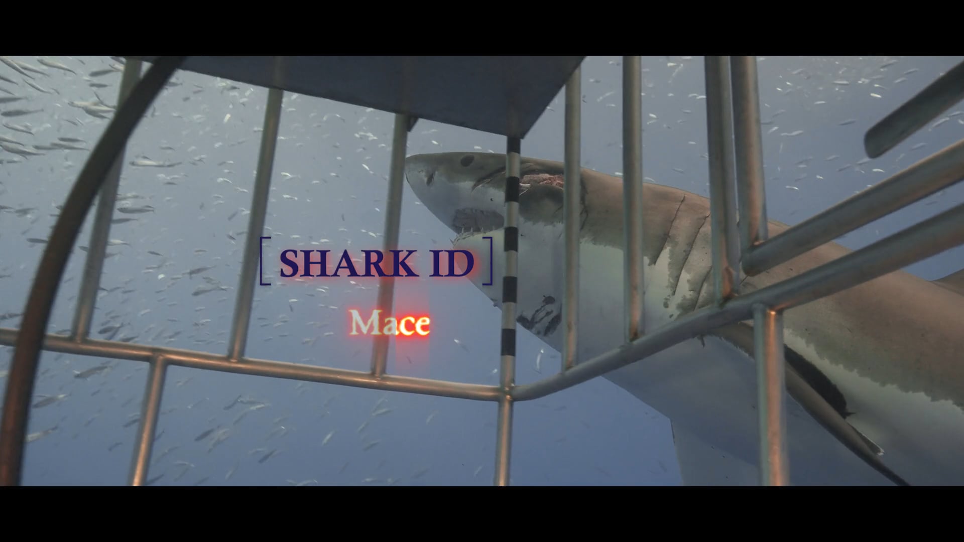Great white shark ID series - Mace on Vimeo