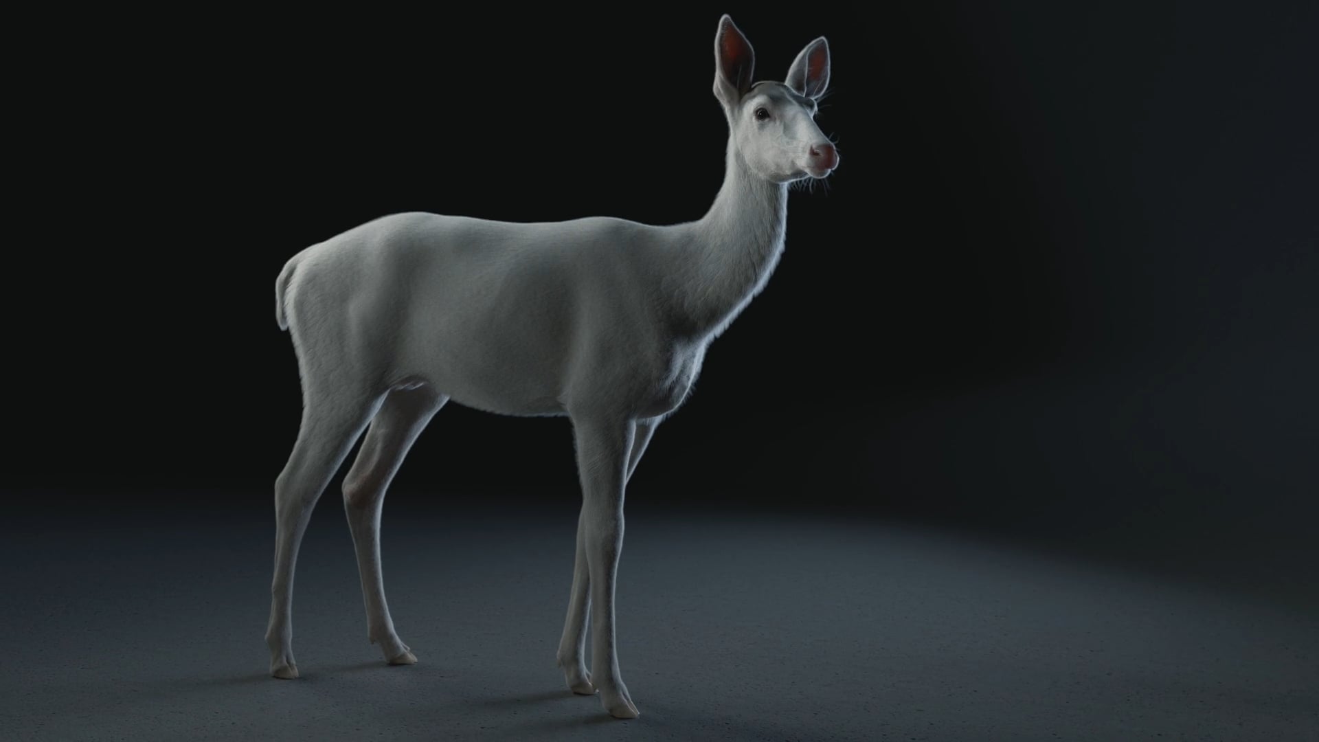 Masters Degree Show 2019 - Ghost Deer on Vimeo