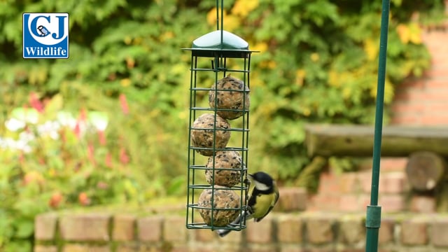 Box of 50 Ultimate Fat Balls for Birds | High-Energy Suet Treats