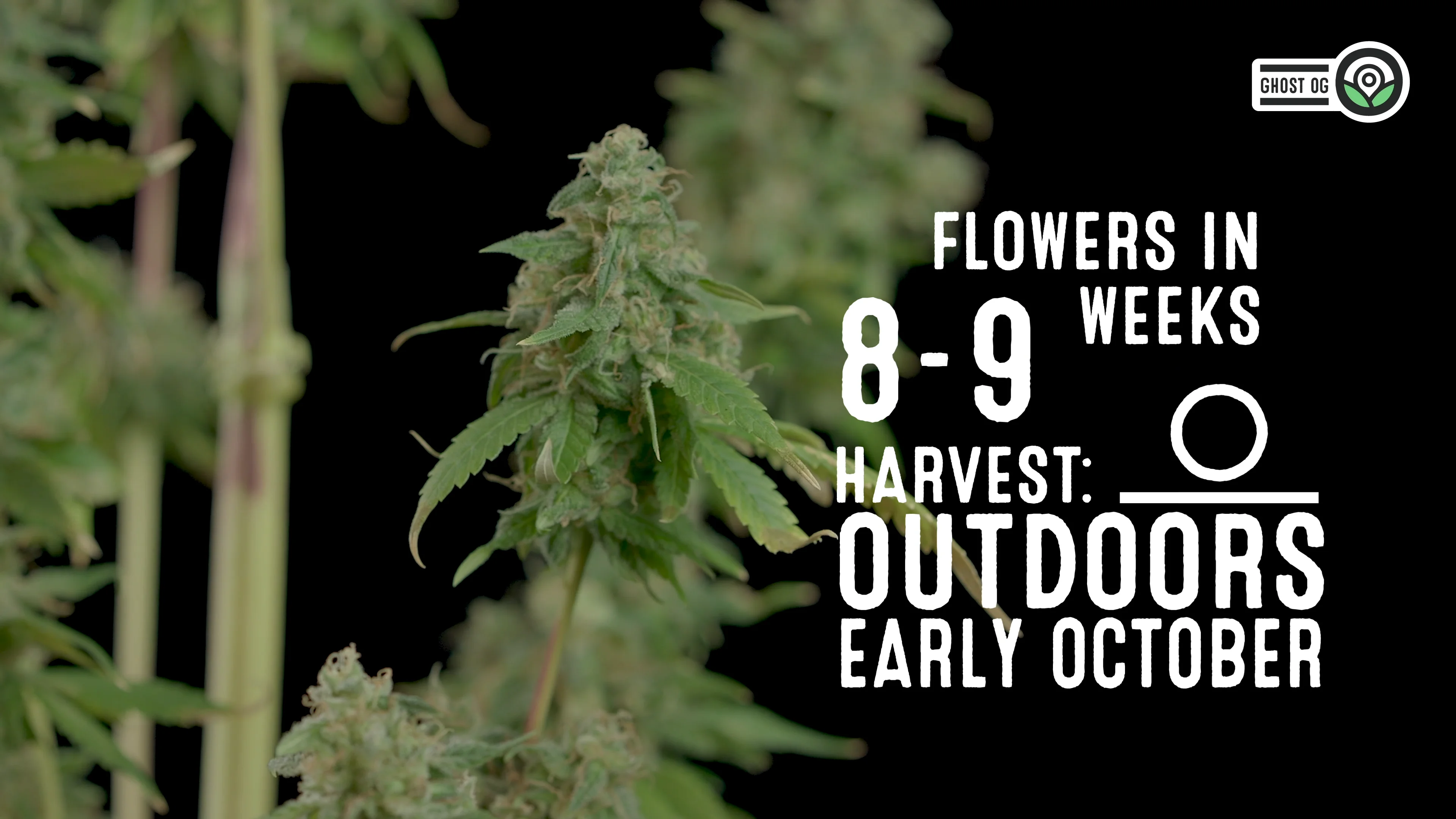 Ghost OG Strain Facts