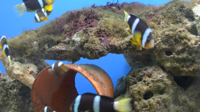 Small Fishes Videos: Download 9+ Free 4K & HD Stock Footage Clips - Pixabay