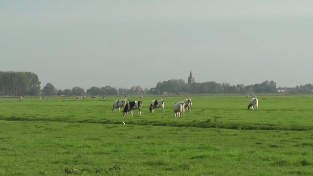 Cows Videos: Download 274+ Free 4K & HD Stock Footage Clips - Pixabay
