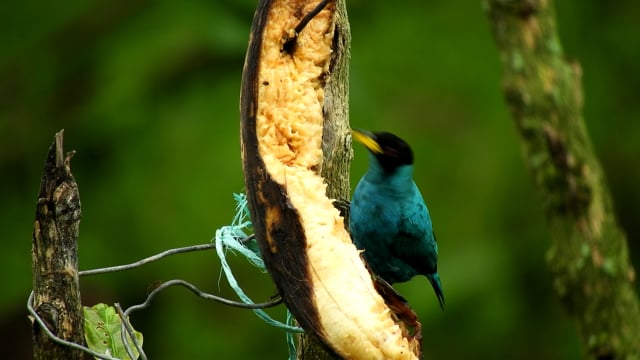 Fauna Nature Birds - Free video on Pixabay