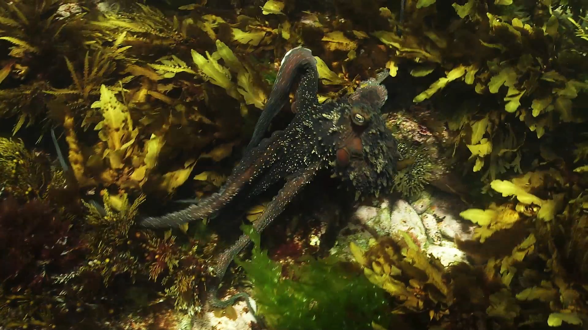 YOE - Video: Wheke - Octopus