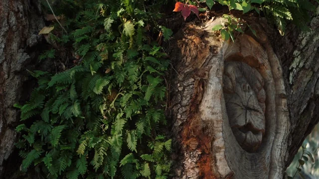 Faces In Trees