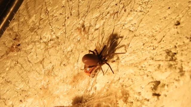 Spider Food Nature - Free video on Pixabay