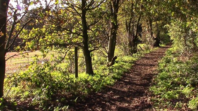 Wood Forest Path - Free video on Pixabay