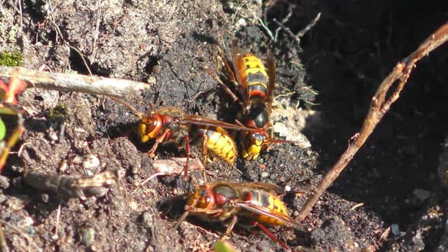 Insects Hornets Close Up - Free video on Pixabay