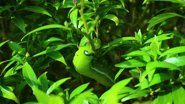 Insectes Camouflage Vers - Free video on Pixabay - Pixabay