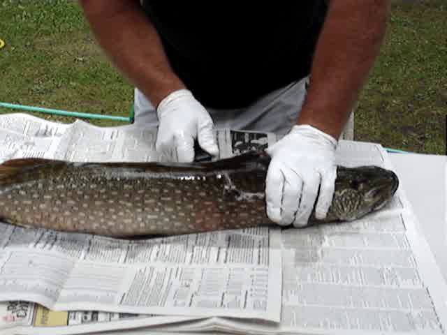 cleaning a northern pike on Vimeo