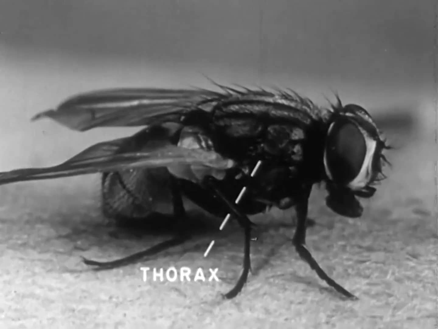 The House Fly (2nd Edition) 1958 Encyclopaedia Britannica Films on Vimeo