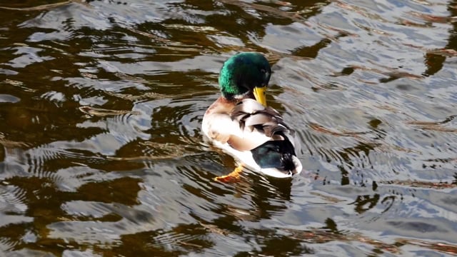 Duck, Drake, Feathers. Free Stock Video - Pixabay