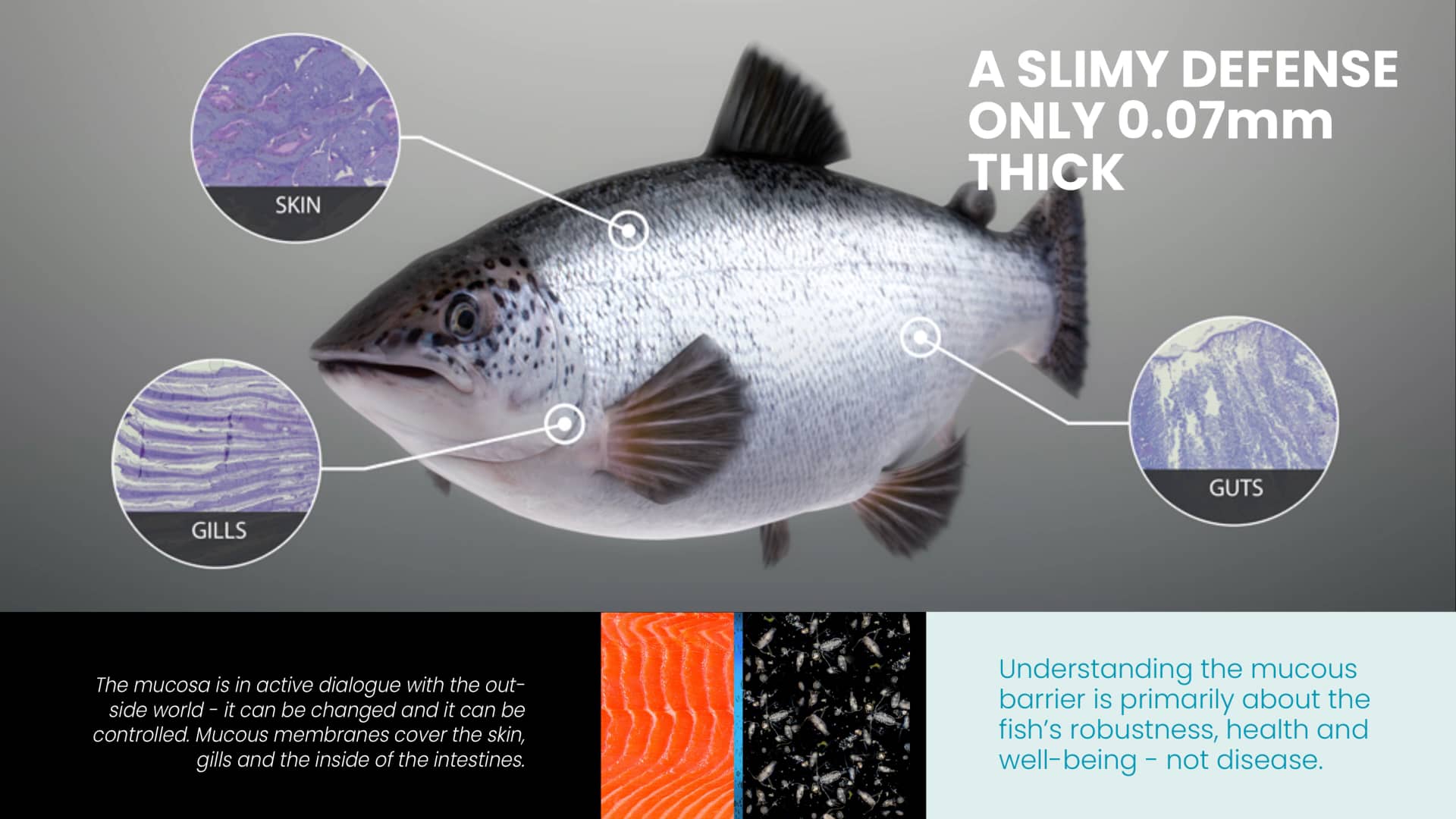 About mucus, health and the bottom line: The little Book about the ...