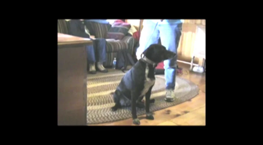 Watch An A-Z Ethogram of Dog Behavior and Body Language Online | Vimeo ...