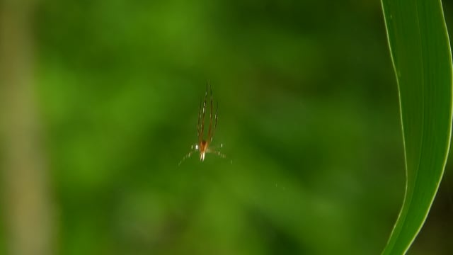 Nature Fauna Insects - Free video on Pixabay