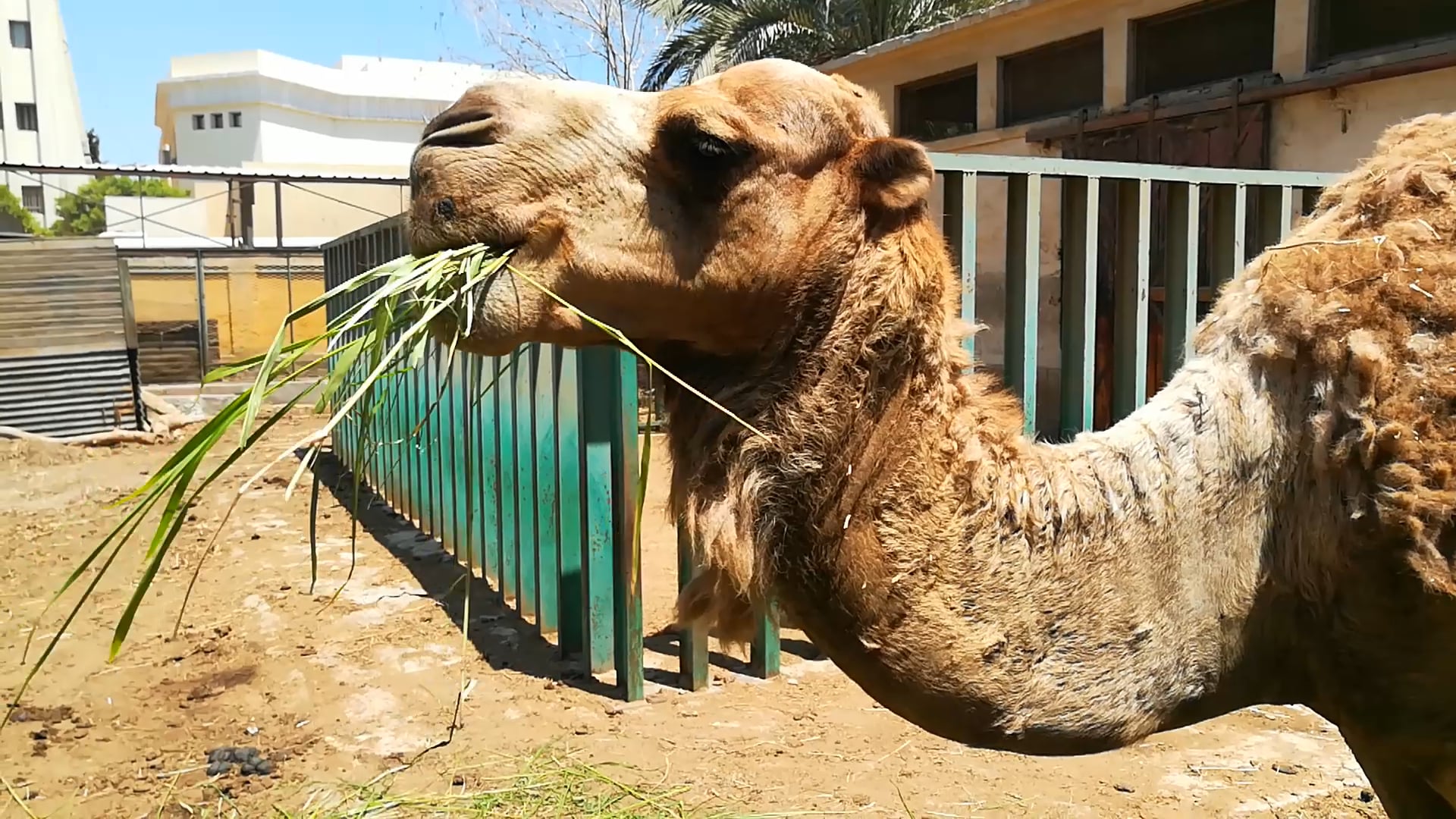 Hungry African Camel Eats Tourist Green Grass on Vimeo