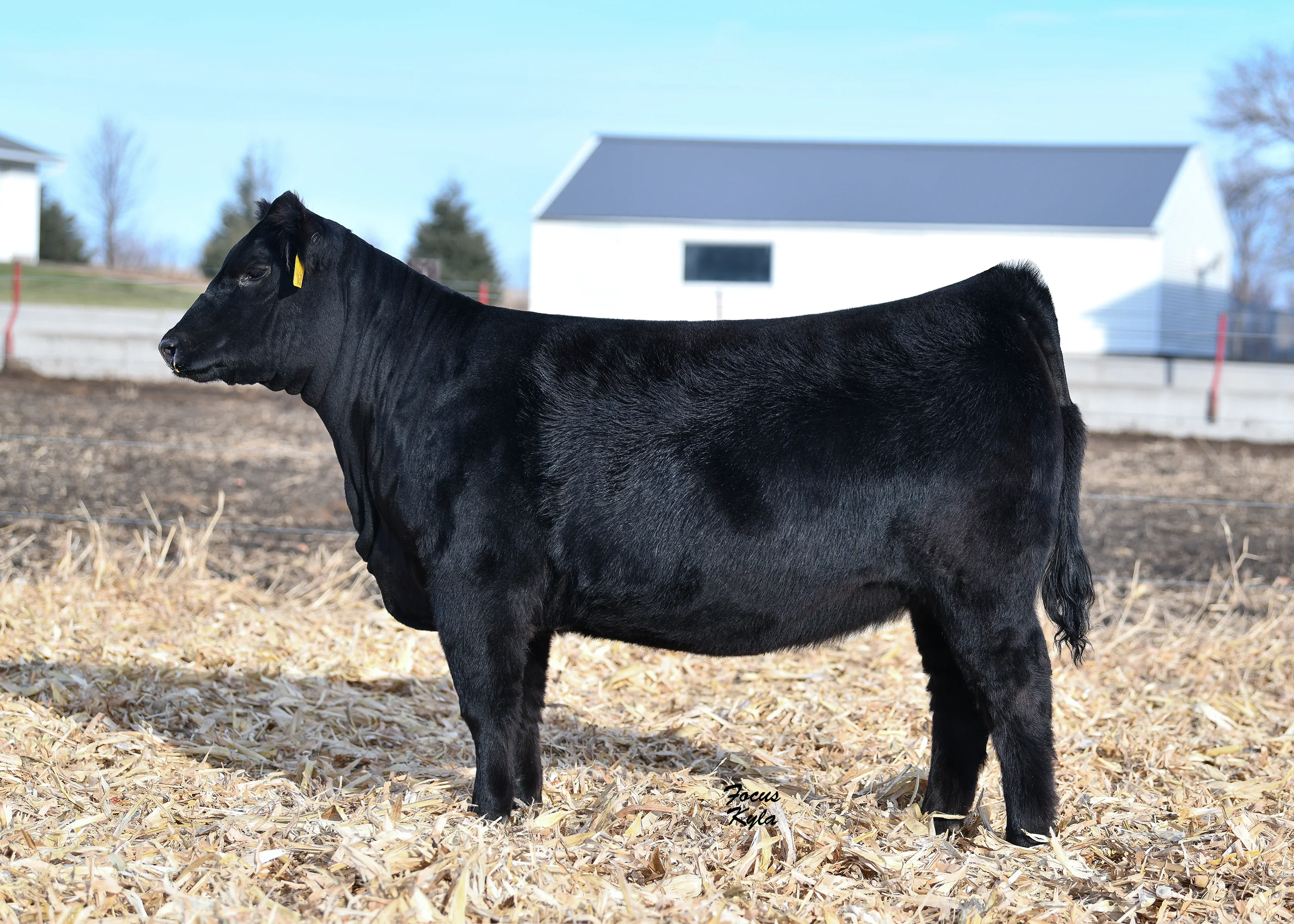 Bullerman Angus Farm Tag 9022 on Vimeo