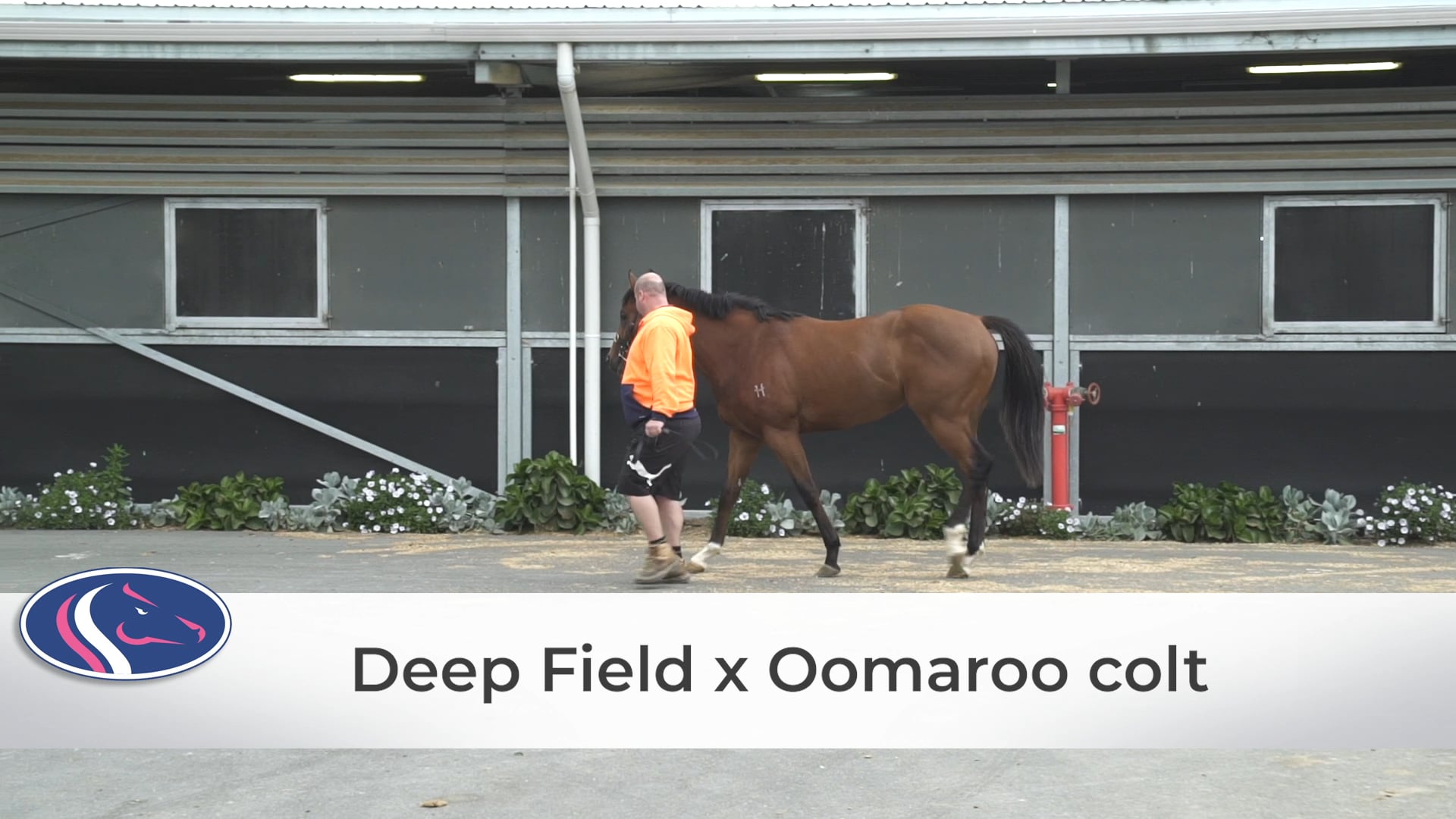 Deep Field x Oomaroo colt on Vimeo
