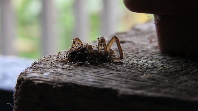 Ant Videos: Download 445+ Free 4K & HD Stock Footage Clips - Pixabay