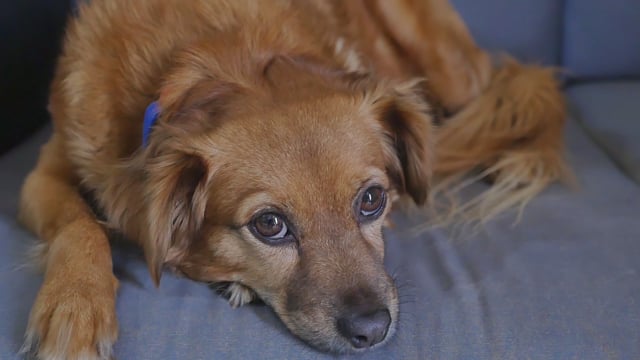 5+ Free Tense & Dog Videos, HD & 4K Clips - Pixabay