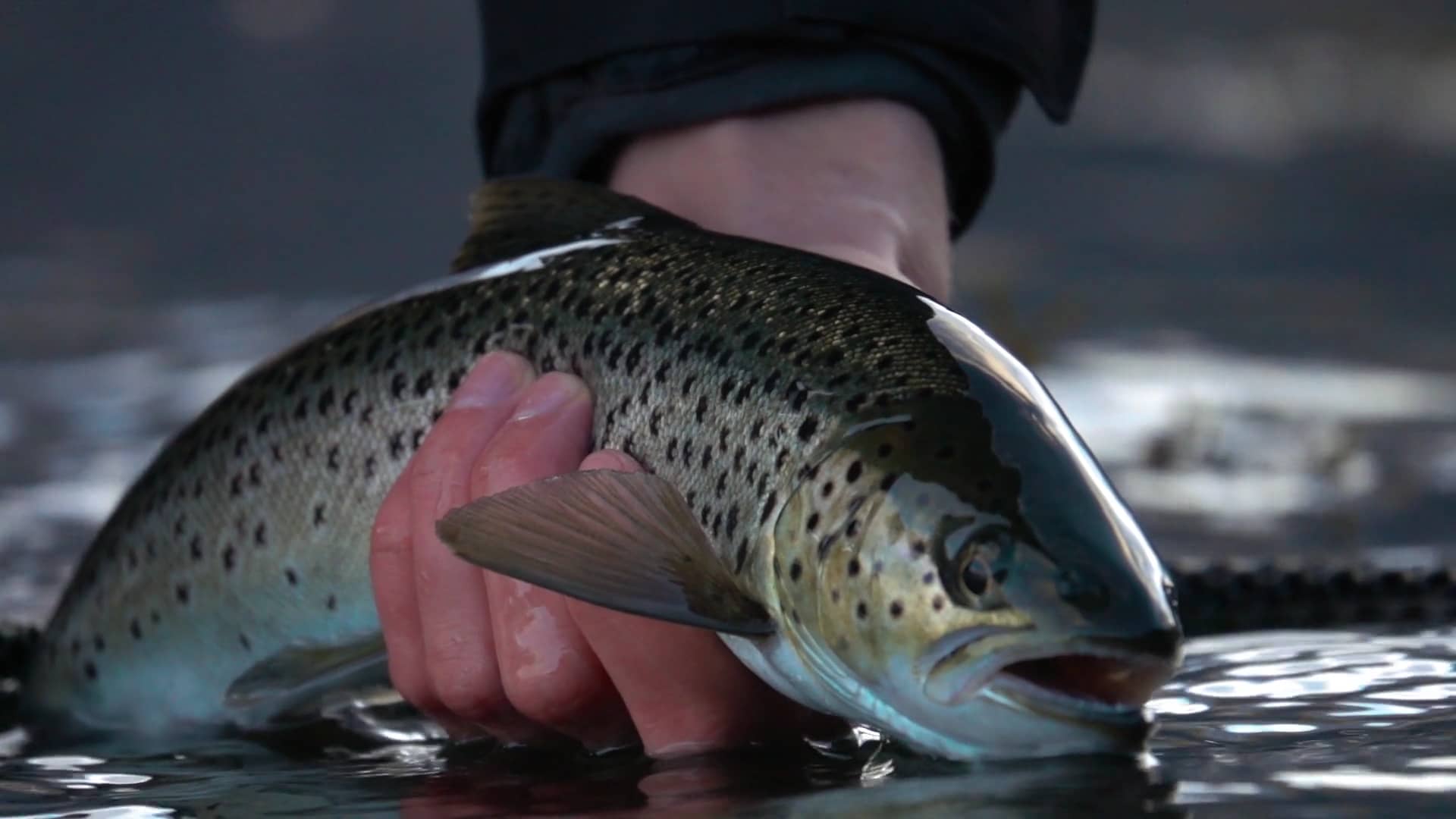 Andrew Toft Fly Fishing on Vimeo