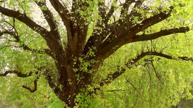 Tree Trunk Branch - Free video on Pixabay