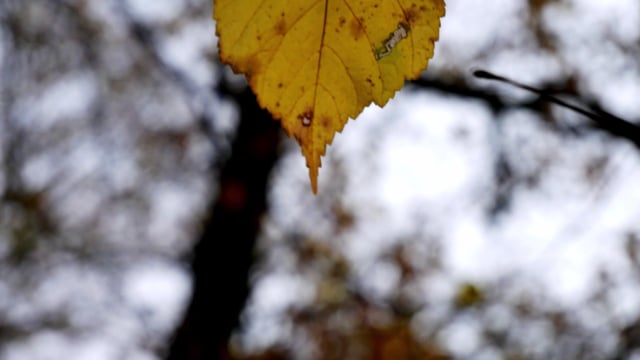 Folhas Folha Árvore - Free video on Pixabay - Pixabay
